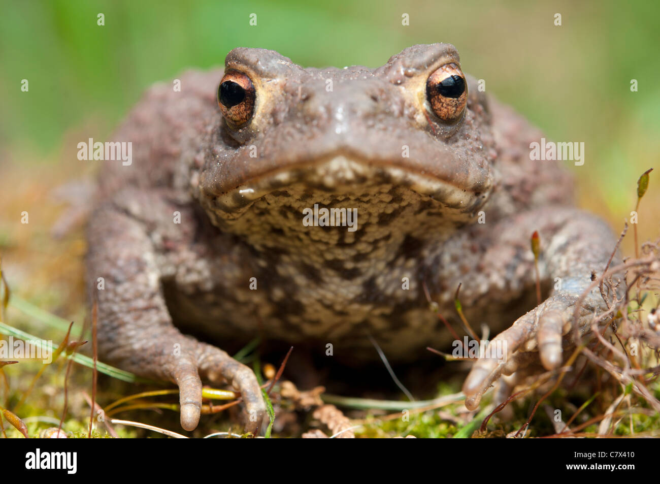 Herptile High Resolution Stock Photography and Images - Alamy