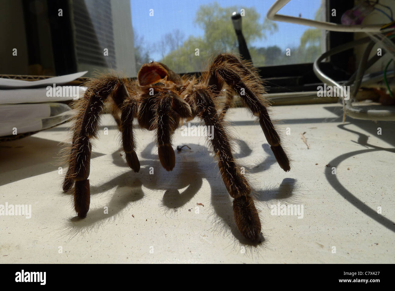 The recently molted exoskeleton of a tarantula spider Stock Photo - Alamy