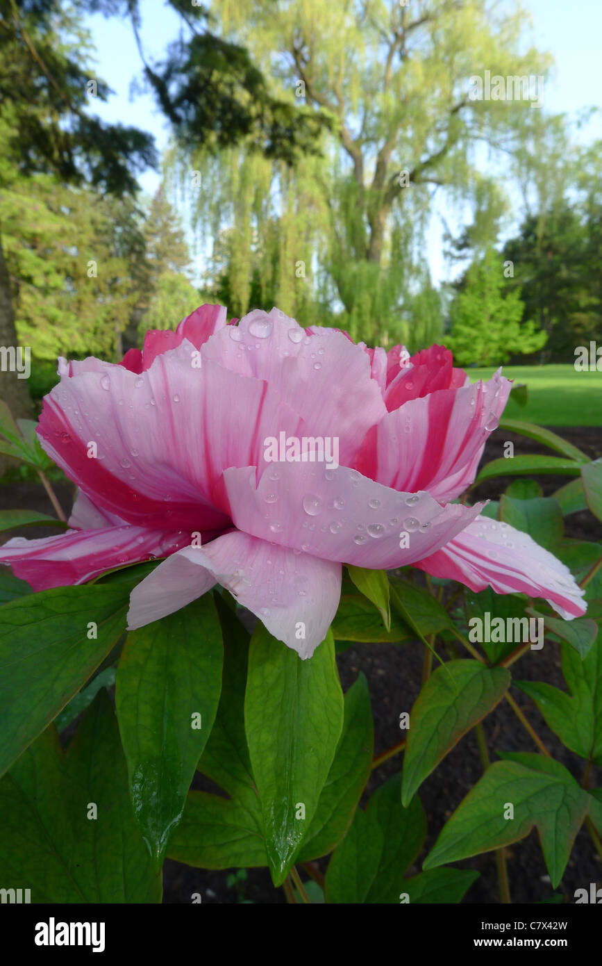 The variegated petals of a tree peony blossom in spring Stock Photo - Alamy