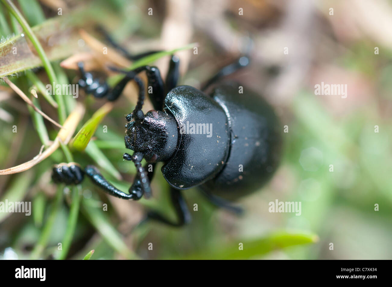 Oil beetle hi-res stock photography and images - Alamy