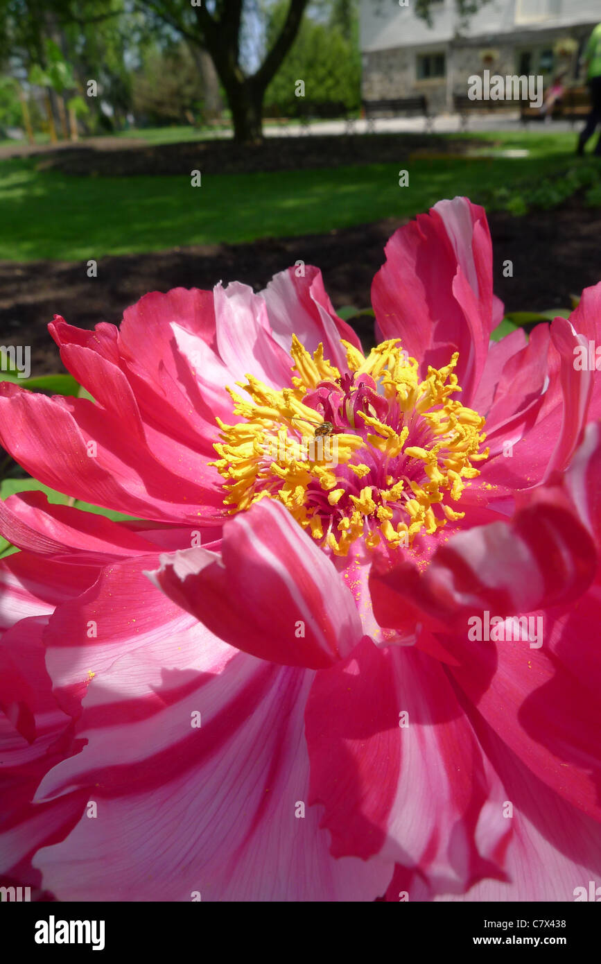 The variegated petals of a tree peony blossom in spring Stock Photo - Alamy