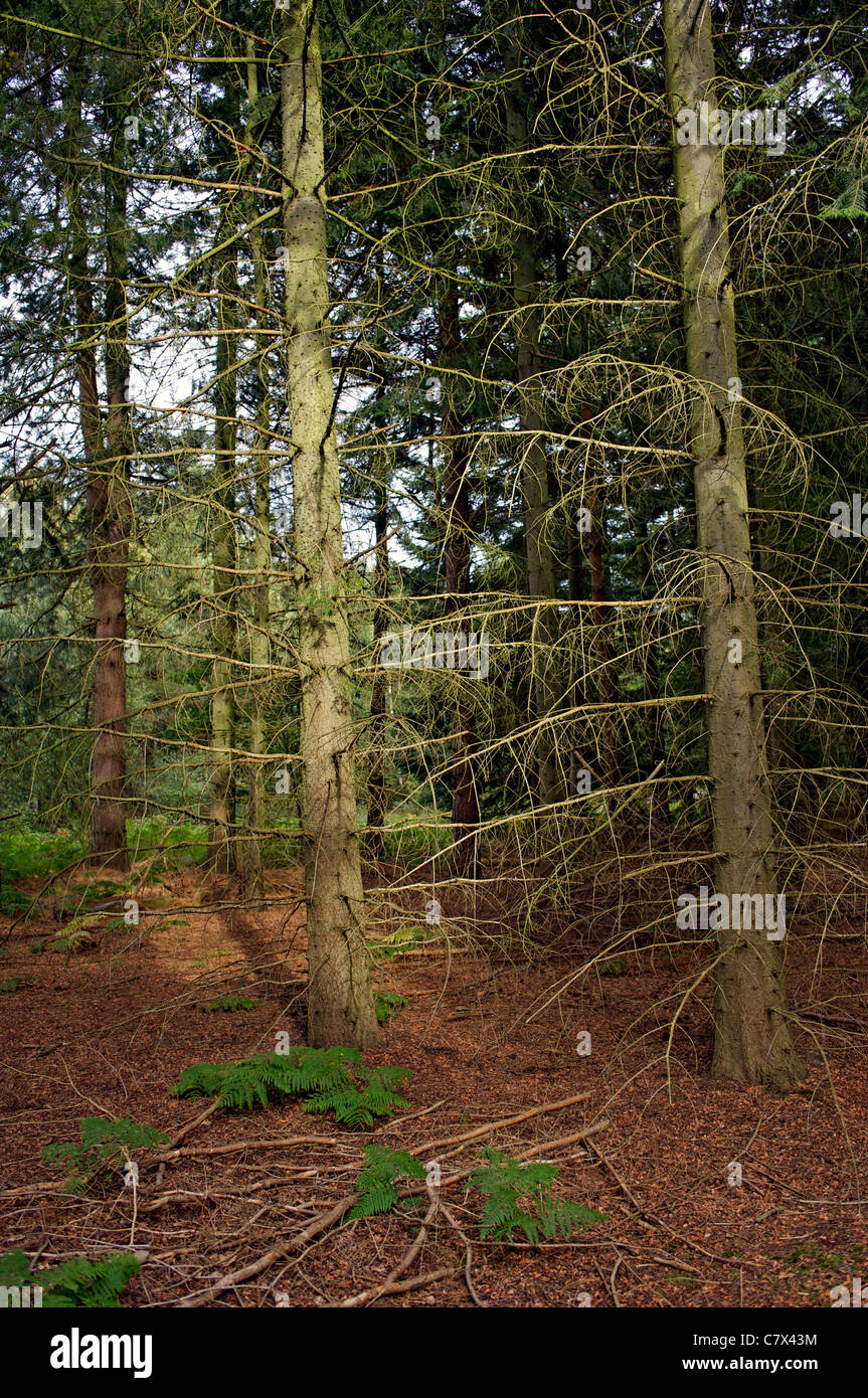 Rendlesham forest ufo hi-res stock photography and images - Alamy