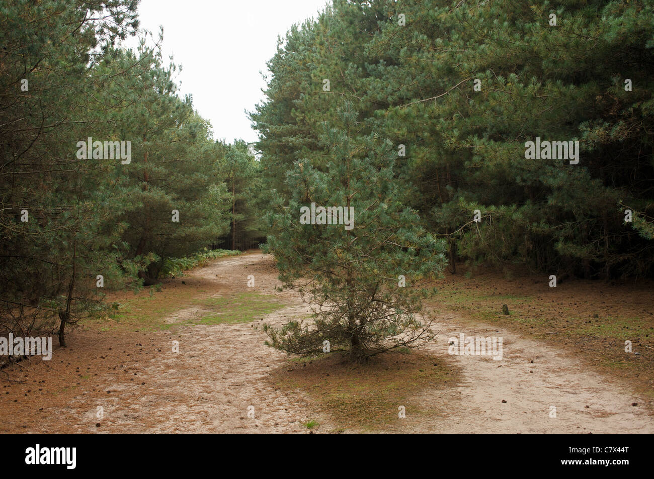 Rendlesham Forest, Suffolk, UK Stock Photo - Alamy