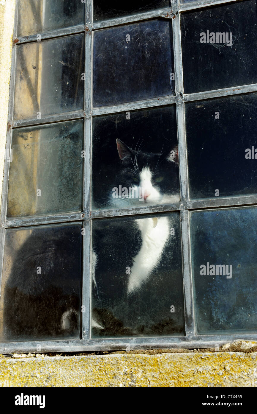 Cat peering through old windows Uk Stock Photo - Alamy