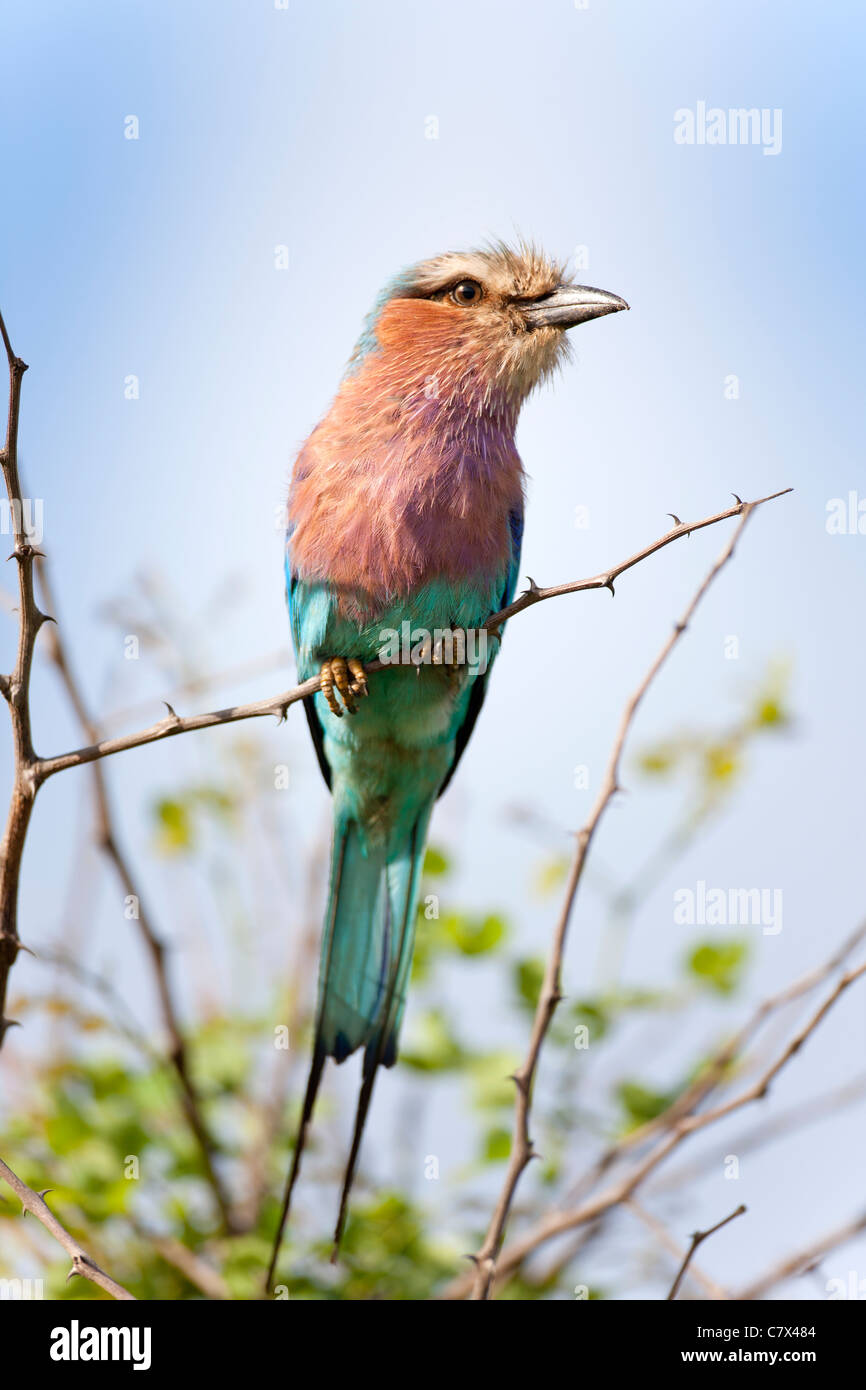 Lilac breasted roller bird Stock Photo - Alamy