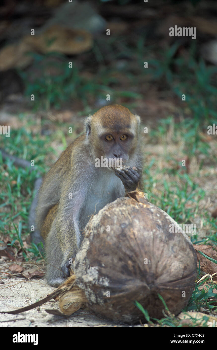 Long-tailed macaque Macaca fascicularis in its natural environment ...