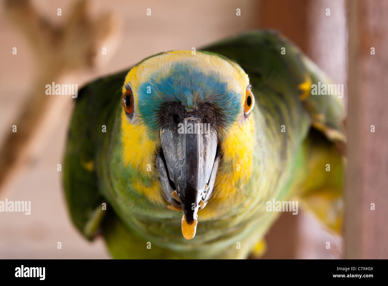 Turquoise-fronted amazon (Amazona aestiva) close up, aka turquoise ...