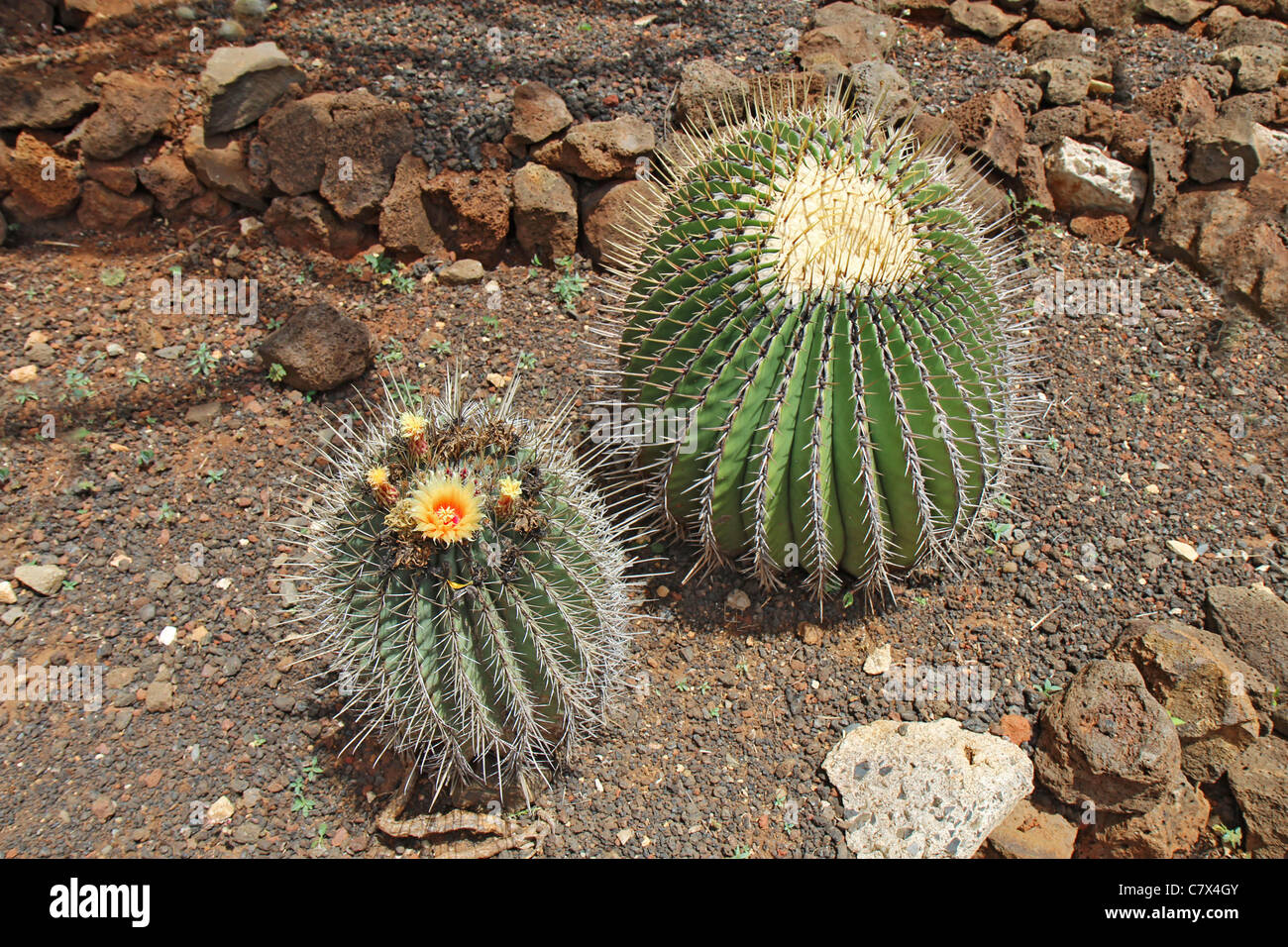 Honolulu cactus garden at hi-res stock photography and images - Alamy