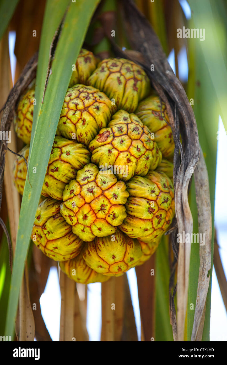 Pandanus palm hi-res stock photography and images - Alamy