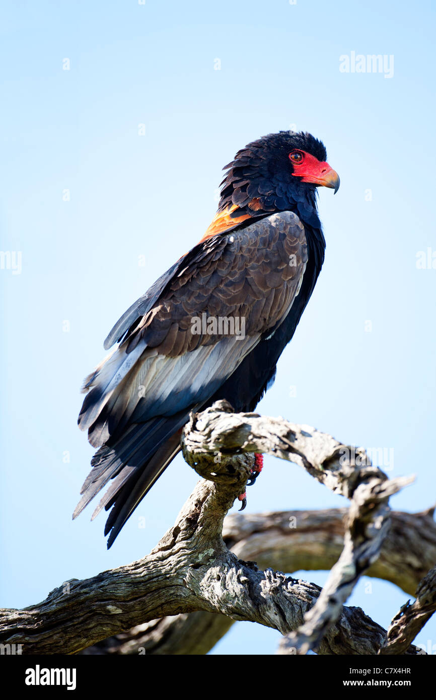 Bateleur eagle hi-res stock photography and images - Alamy