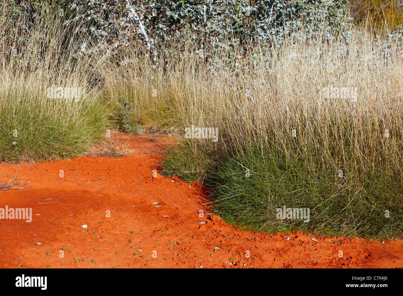 Spinifex grass, Alice Springs Desert Park, Australia Stock Photo - Alamy