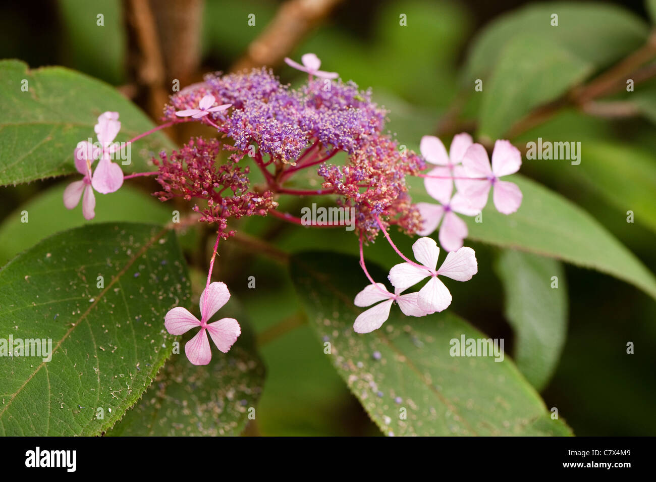 Hydrangea aspera hi-res stock photography and images - Alamy