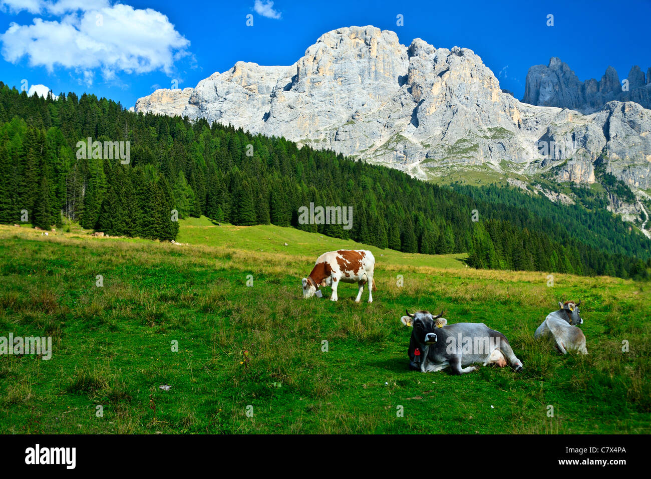 Dairy cattle in pasture Dolomites Italy with cow bells Stock Photo - Alamy