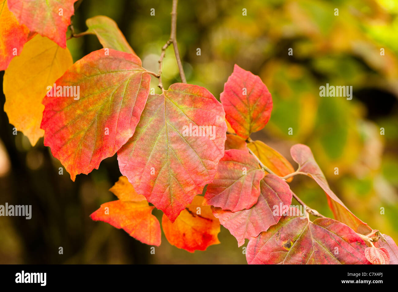 Alder tree autumn uk hi-res stock photography and images - Alamy