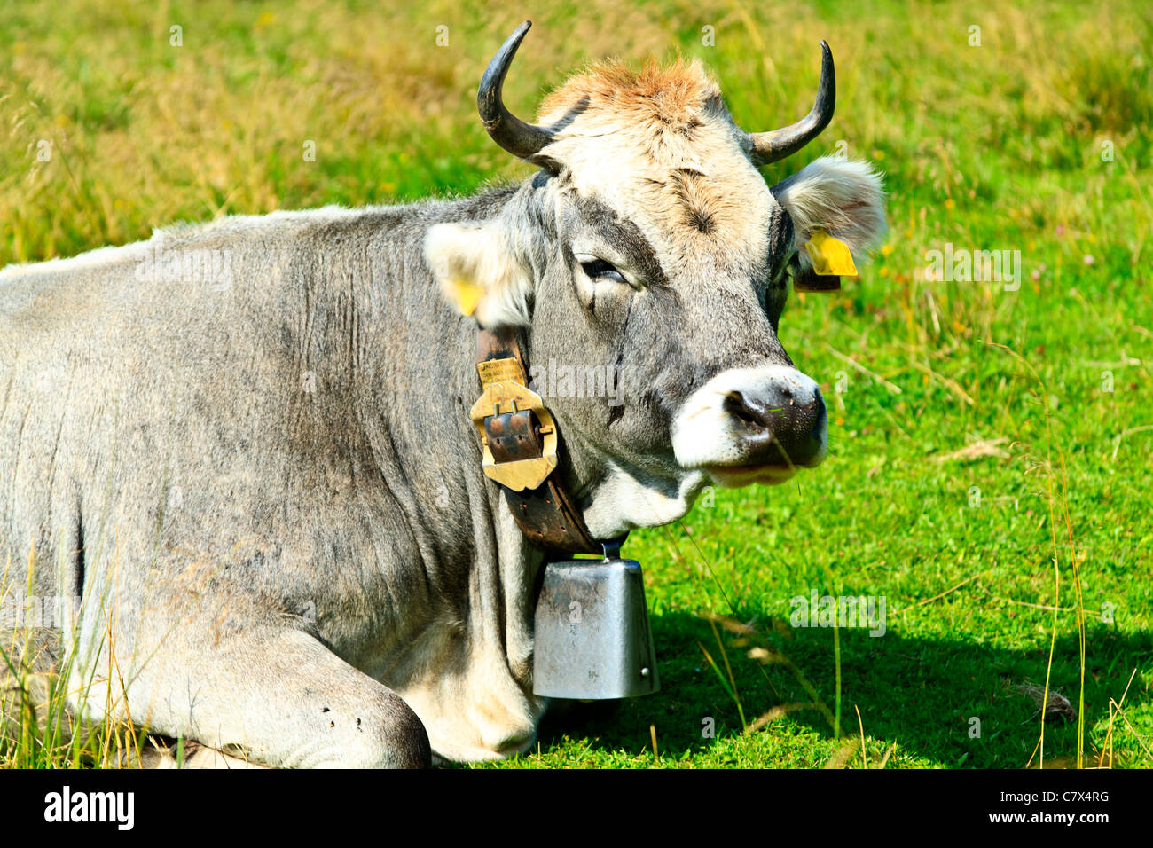 Cattle italy hi-res stock photography and images - Alamy