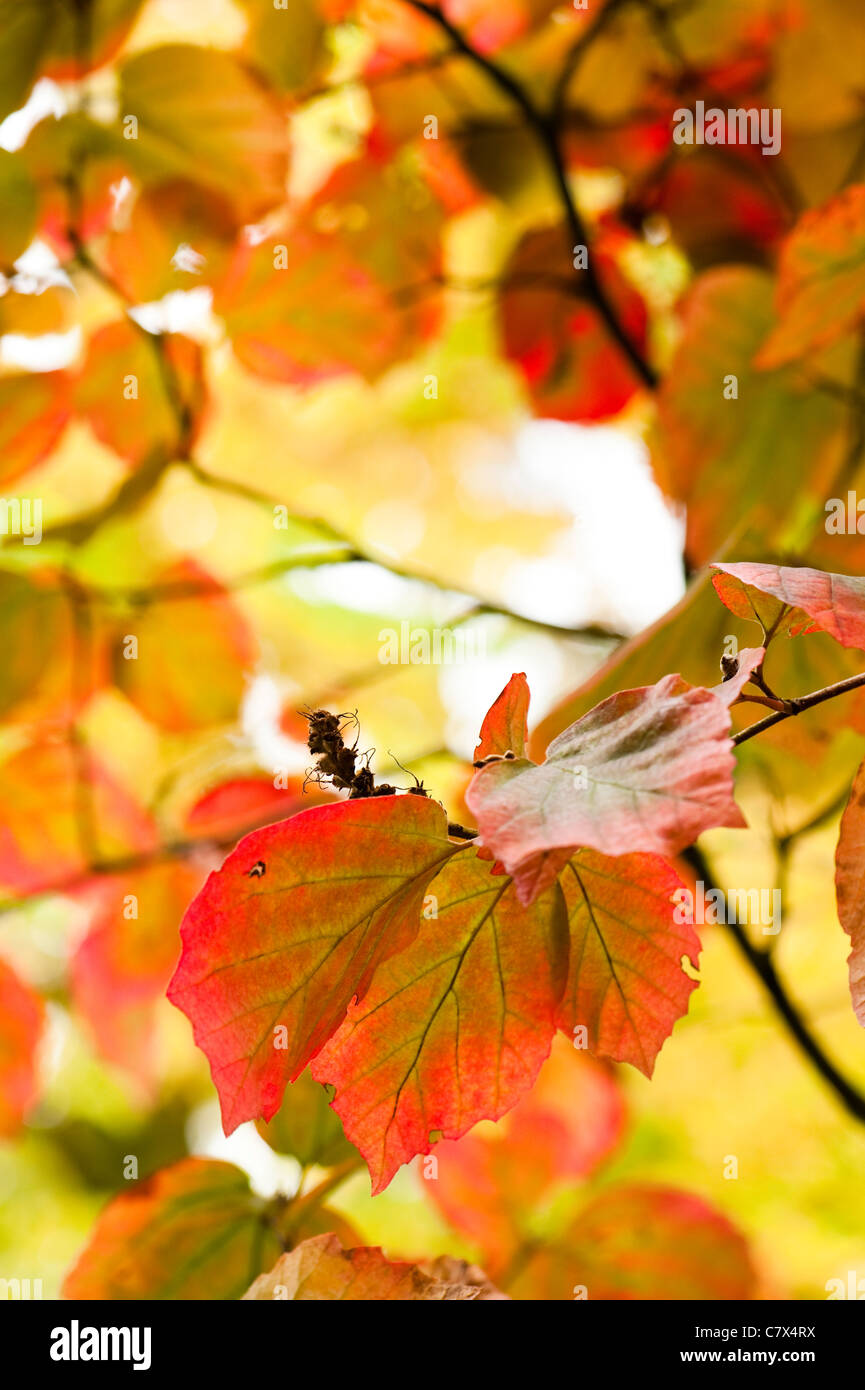 Alder tree autumn uk hi-res stock photography and images - Alamy