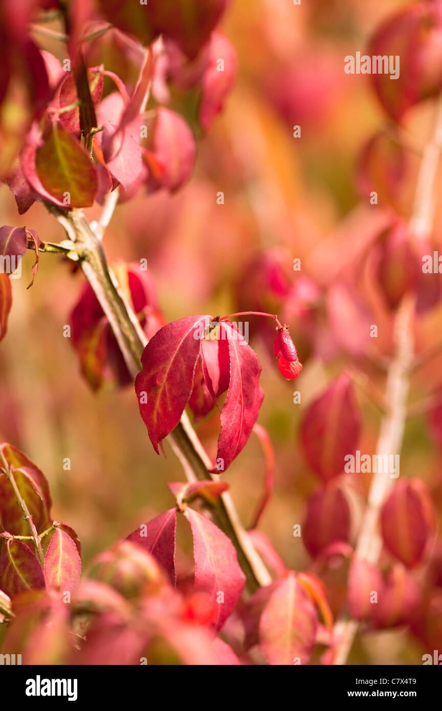Euonymus alatus f. subtriflorus, Winged Spindle Tree, in early autumn ...