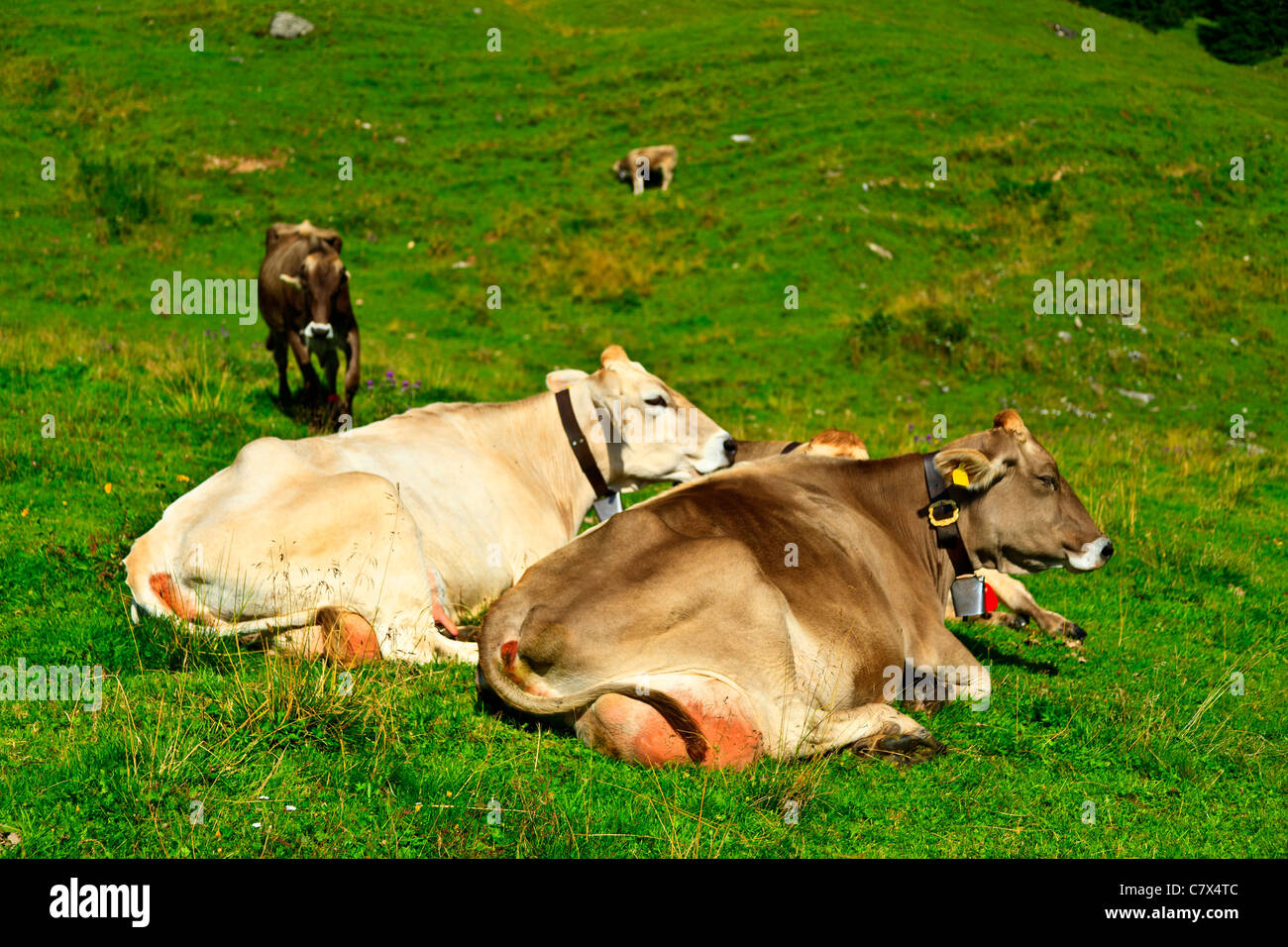 Dairy cattle in pasture Dolomites Italy with cow bells Stock Photo - Alamy