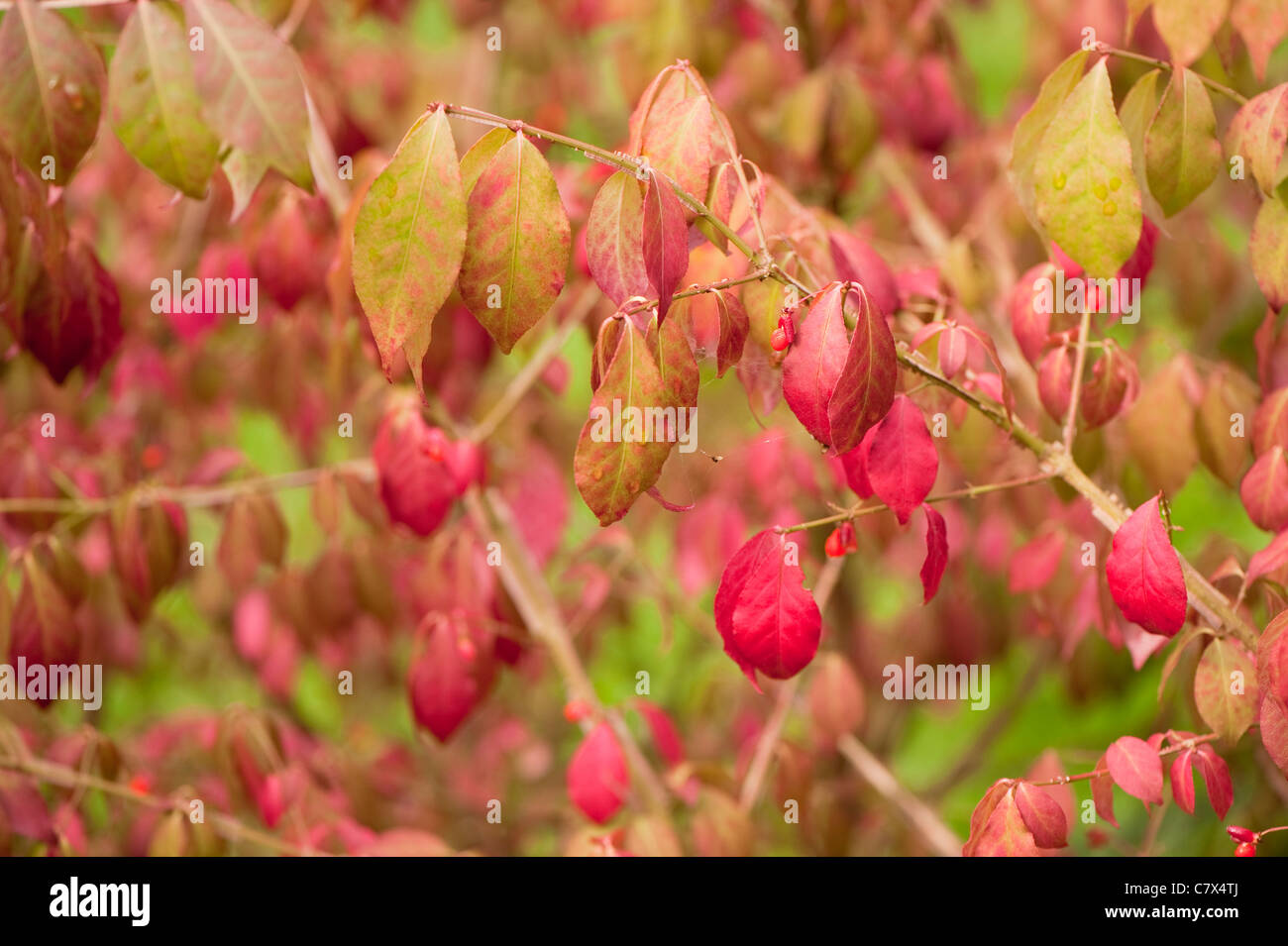 Euonymus alatus f. subtriflorus, Winged Spindle Tree, in early autumn ...