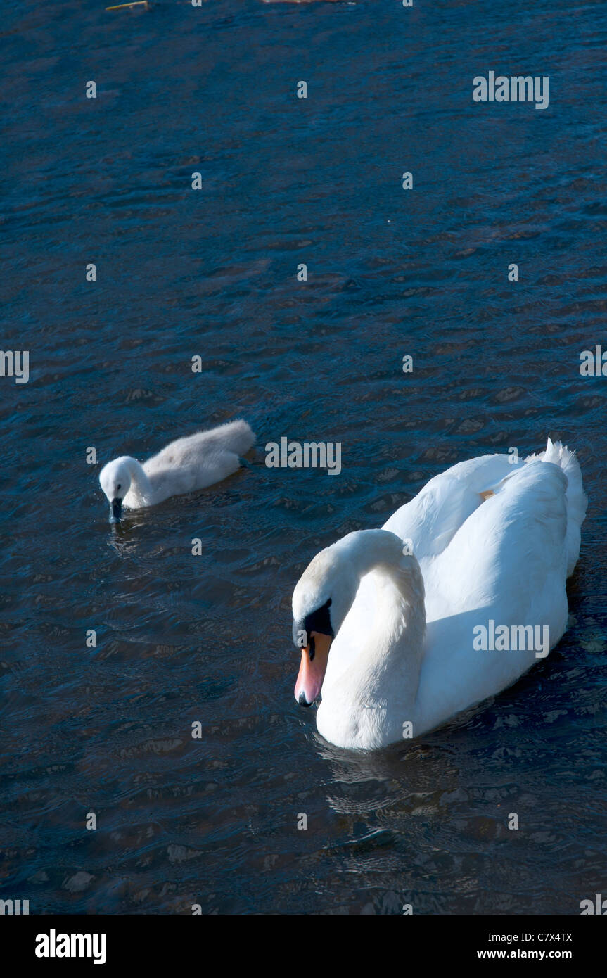 Swan and signet hi-res stock photography and images - Alamy
