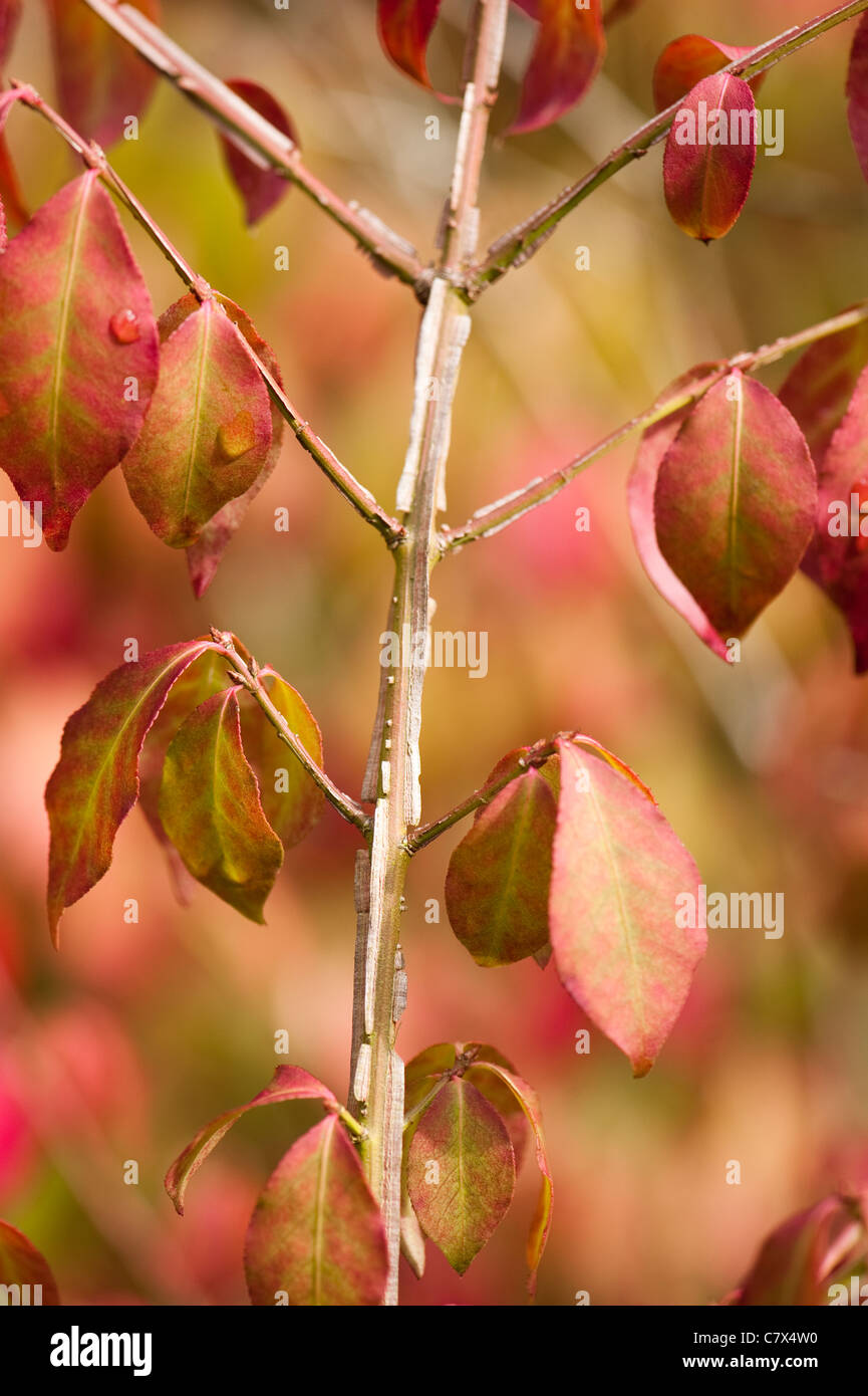 Euonymus alatus f. subtriflorus, Winged Spindle Tree, in early autumn ...