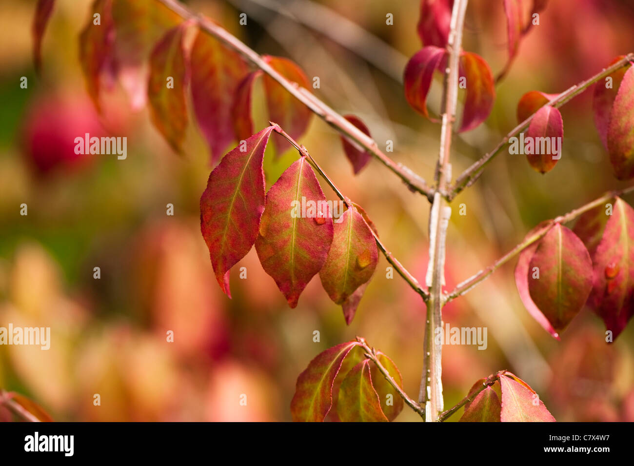 Euonymus alatus f. subtriflorus, Winged Spindle Tree, in early autumn ...