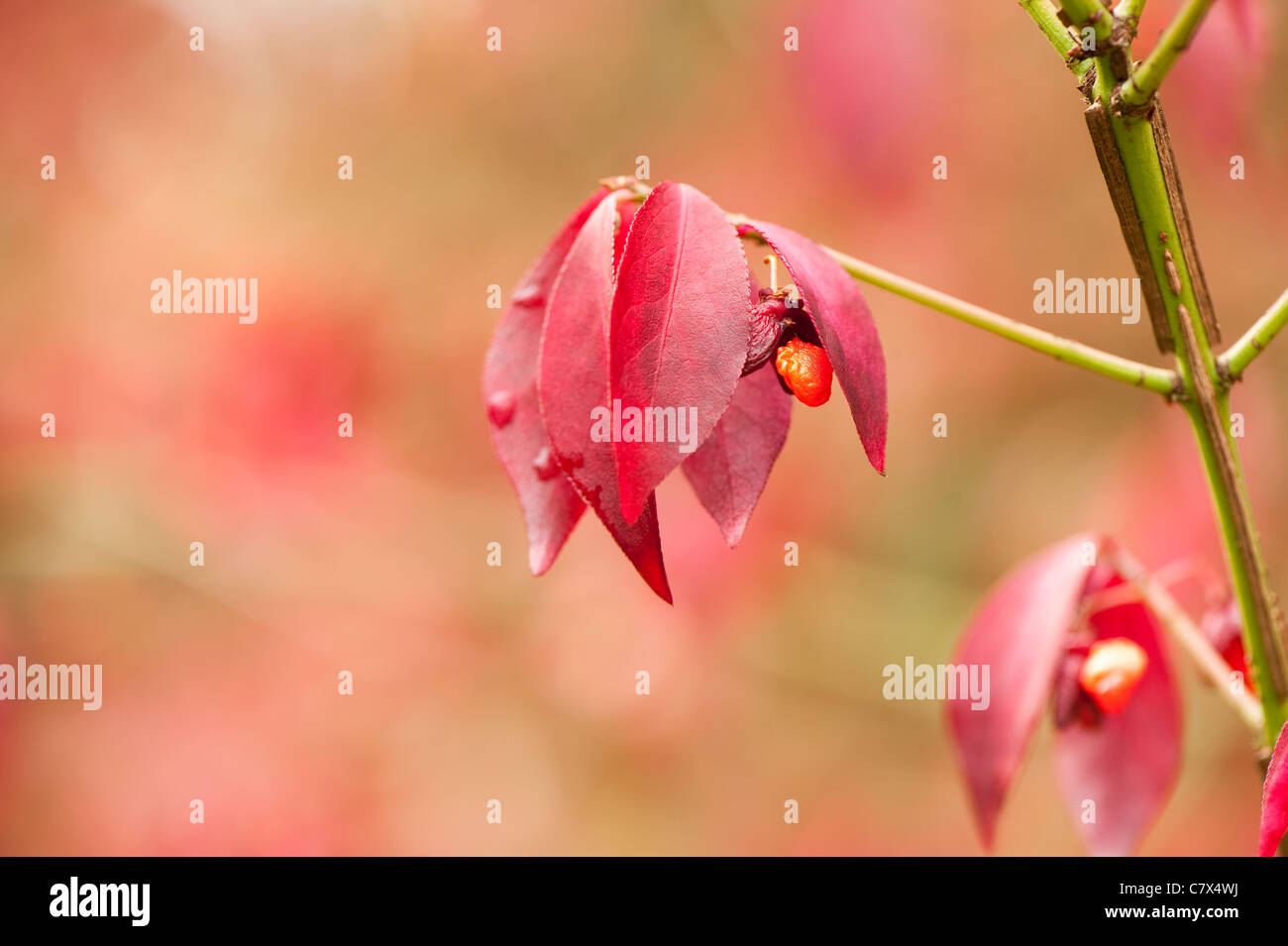 Euonymus alatus, Winged Spindle Tree, in early autumn Stock Photo - Alamy