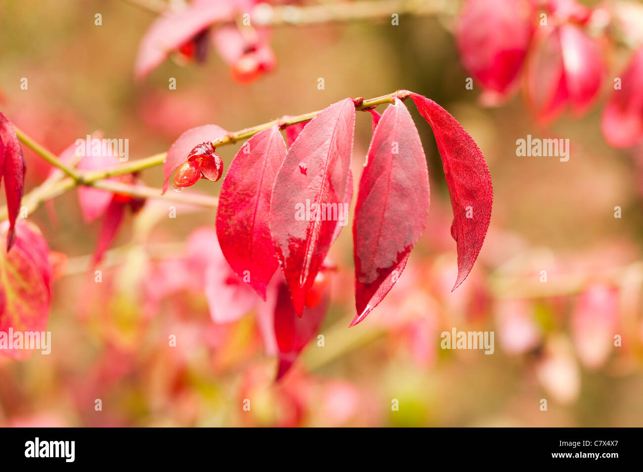 Drop spindle hi-res stock photography and images - Alamy