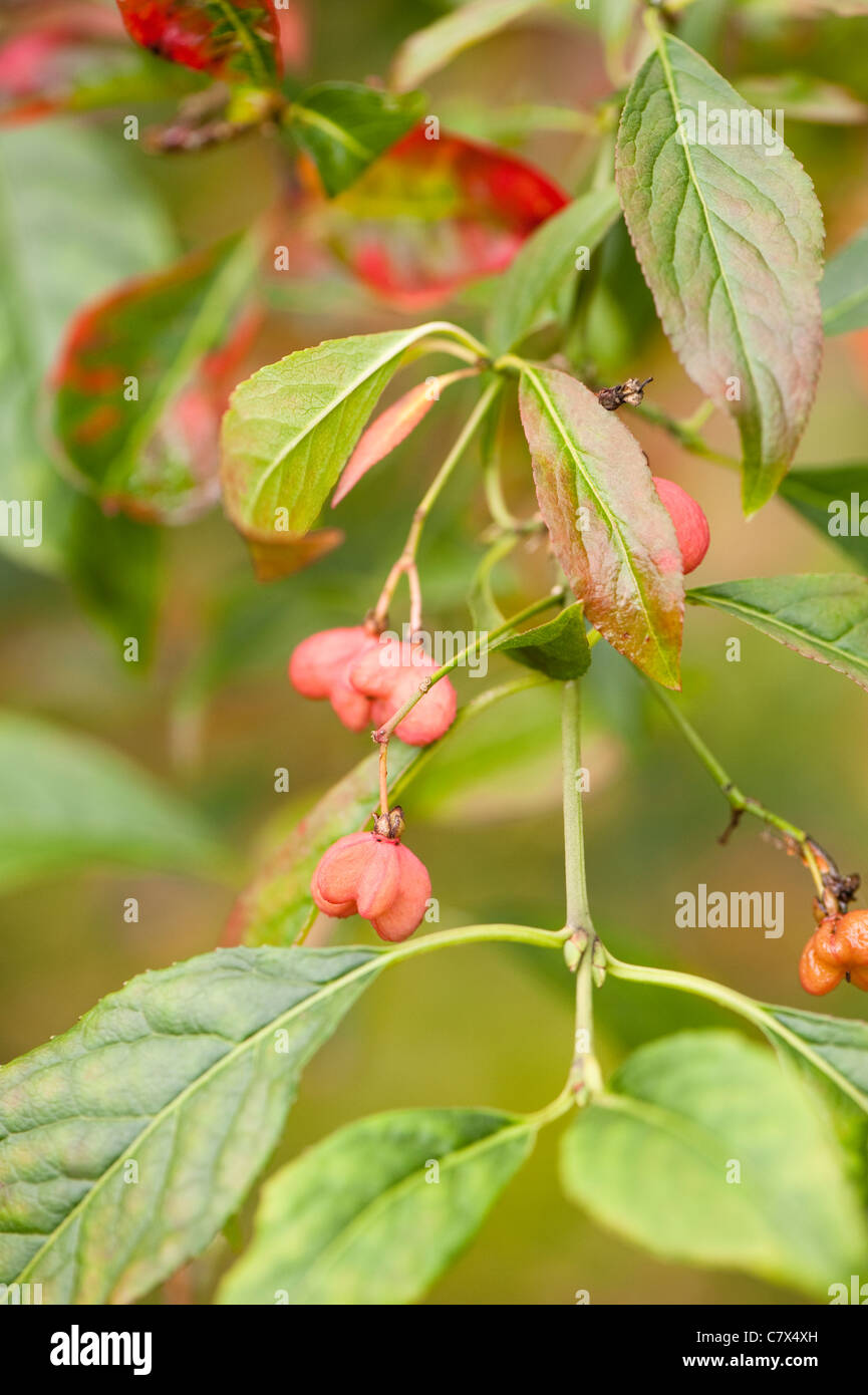 Euonymus hamiltonianus, Chinese Spindle Tree, in early autumn Stock ...