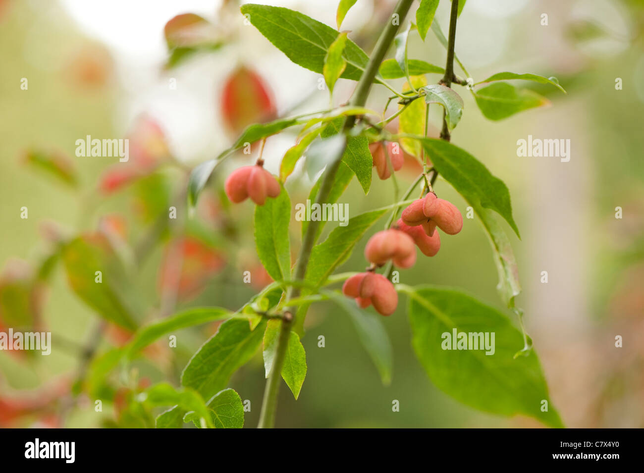 Euonymus hamiltonianus, Chinese Spindle Tree, in early autumn Stock ...