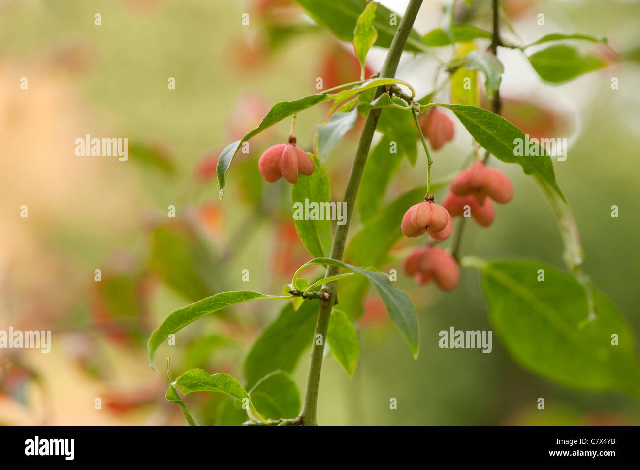 Euonymus hamiltonianus, Chinese Spindle Tree, in early autumn Stock ...
