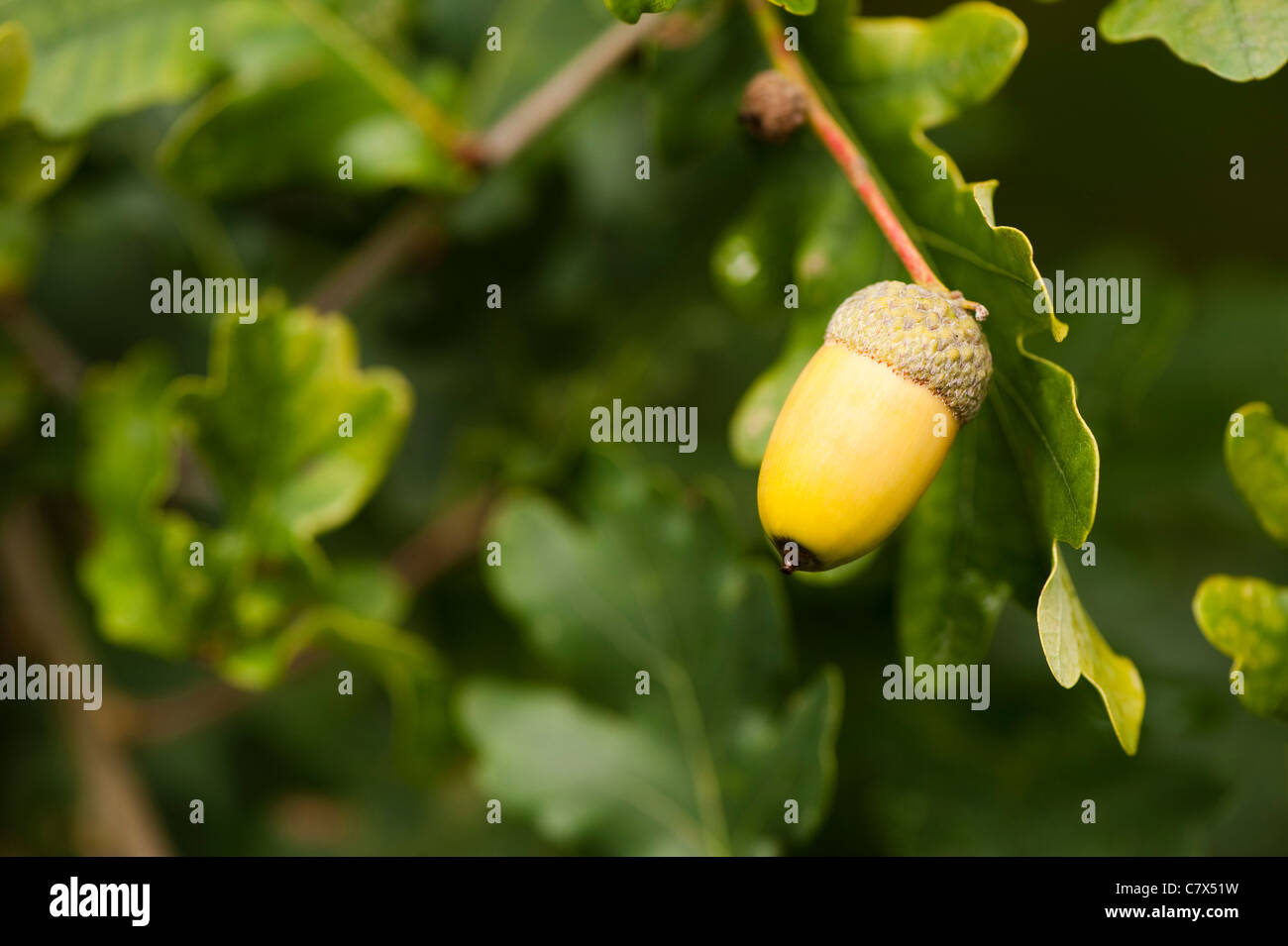 Acorn growing on a Quercus robur, Common Oak Stock Photo - Alamy