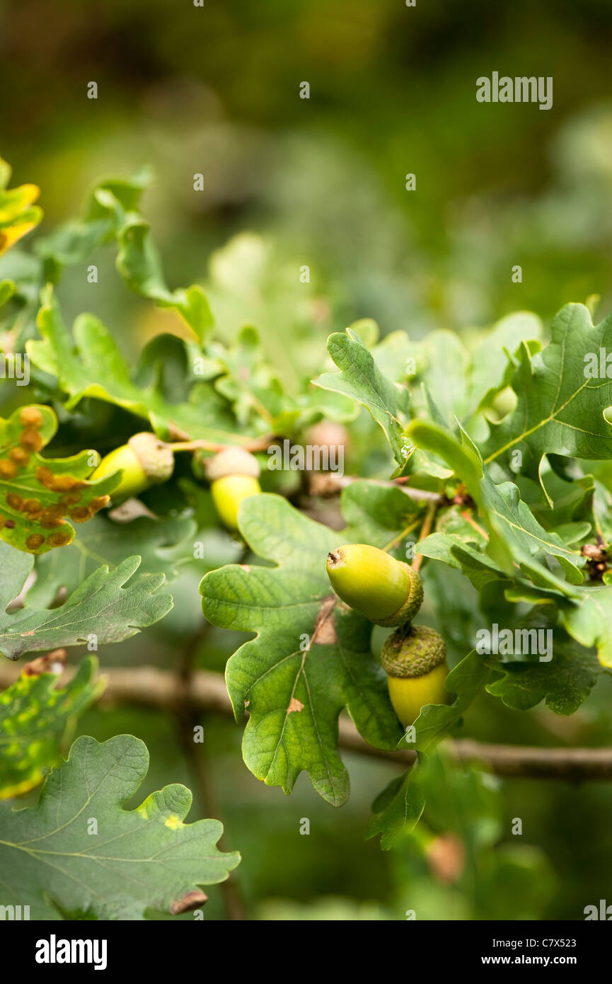 Oak tree leaves background fall quercus robur hi-res stock photography ...