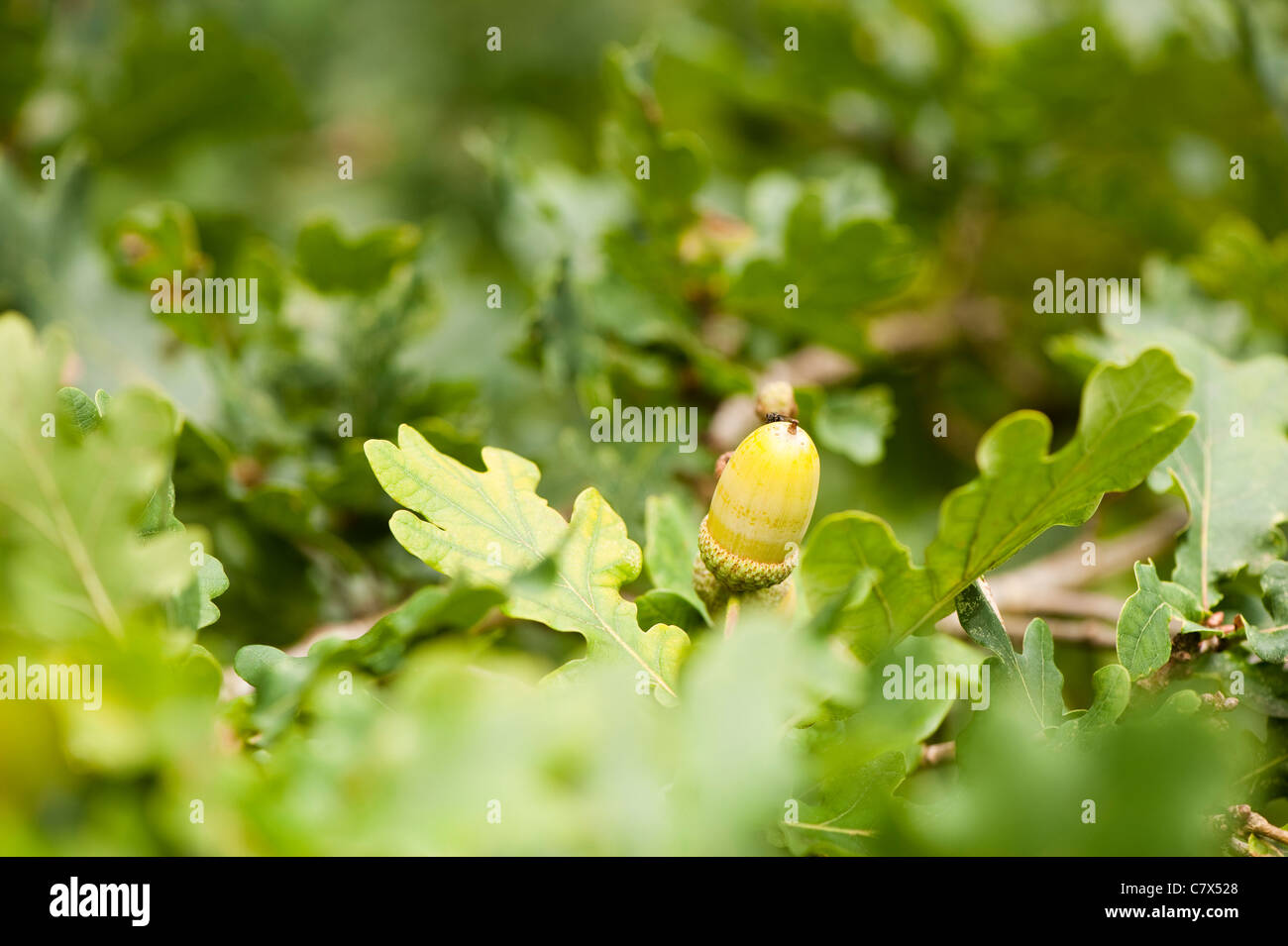 Acorn growing on a Quercus robur, Common Oak Stock Photo - Alamy