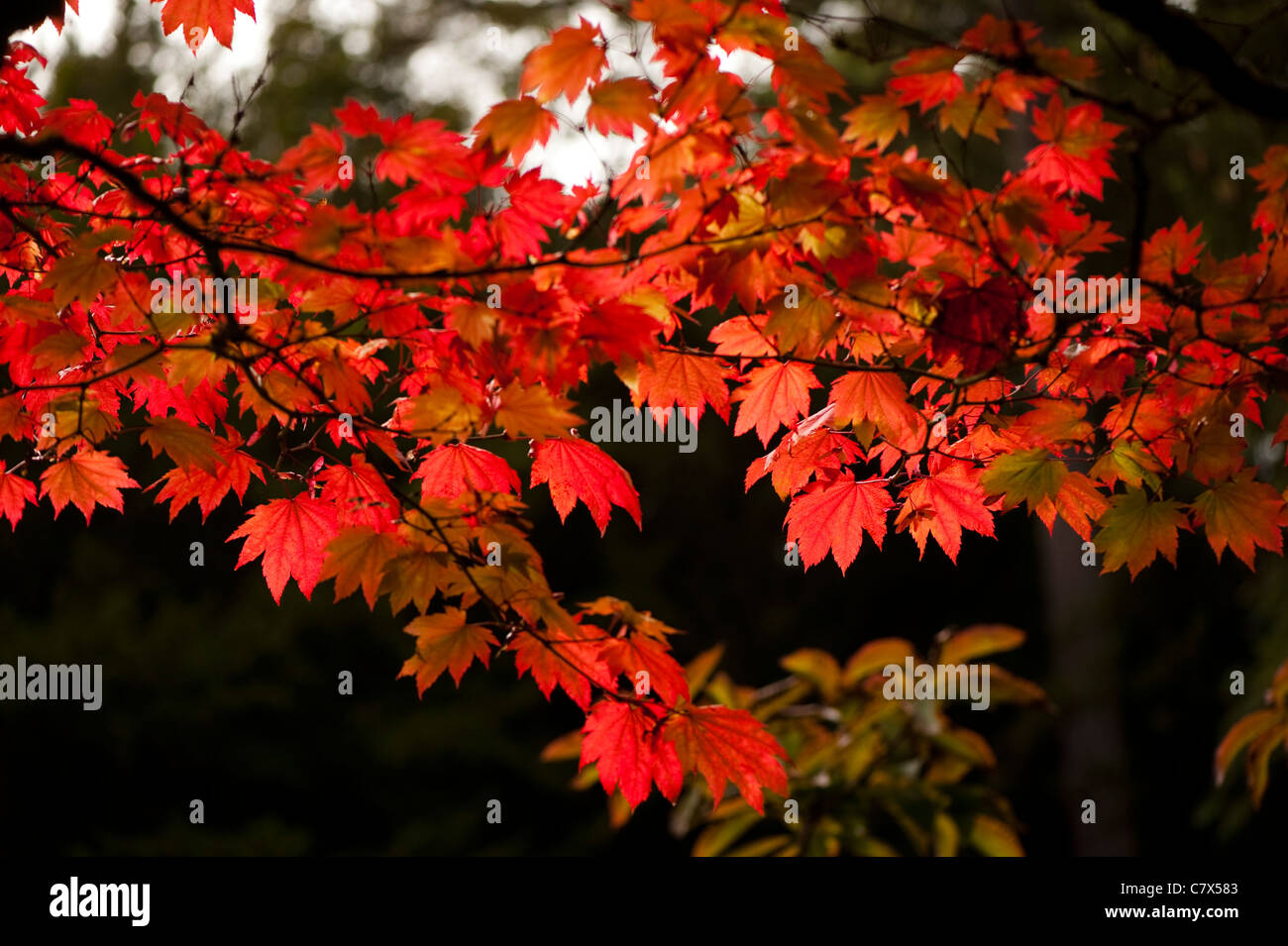 Acer japonicum ‘Vitifolium’, Vine-leaved Full Moon Maple, in early ...