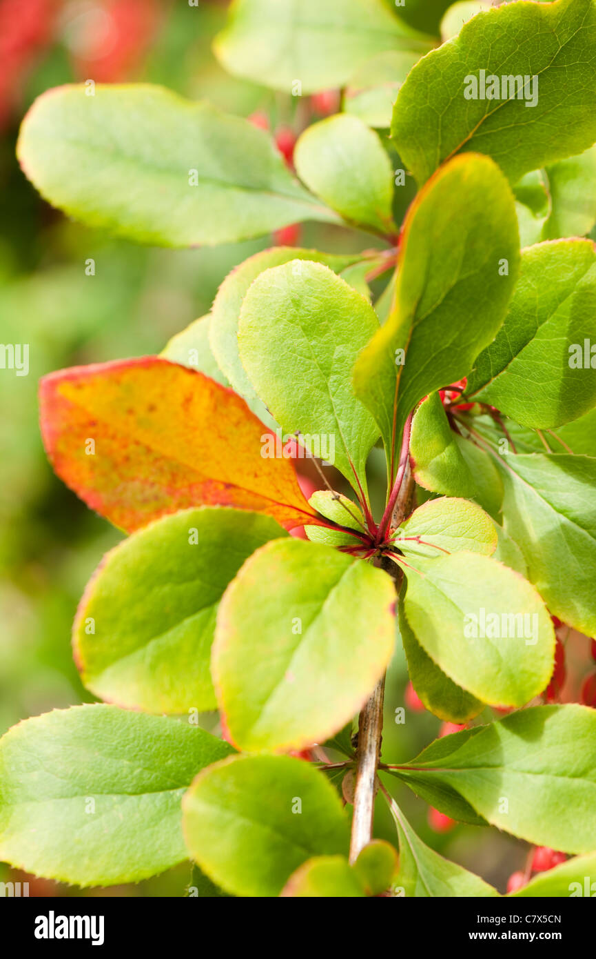 Gold barberry hi-res stock photography and images - Alamy