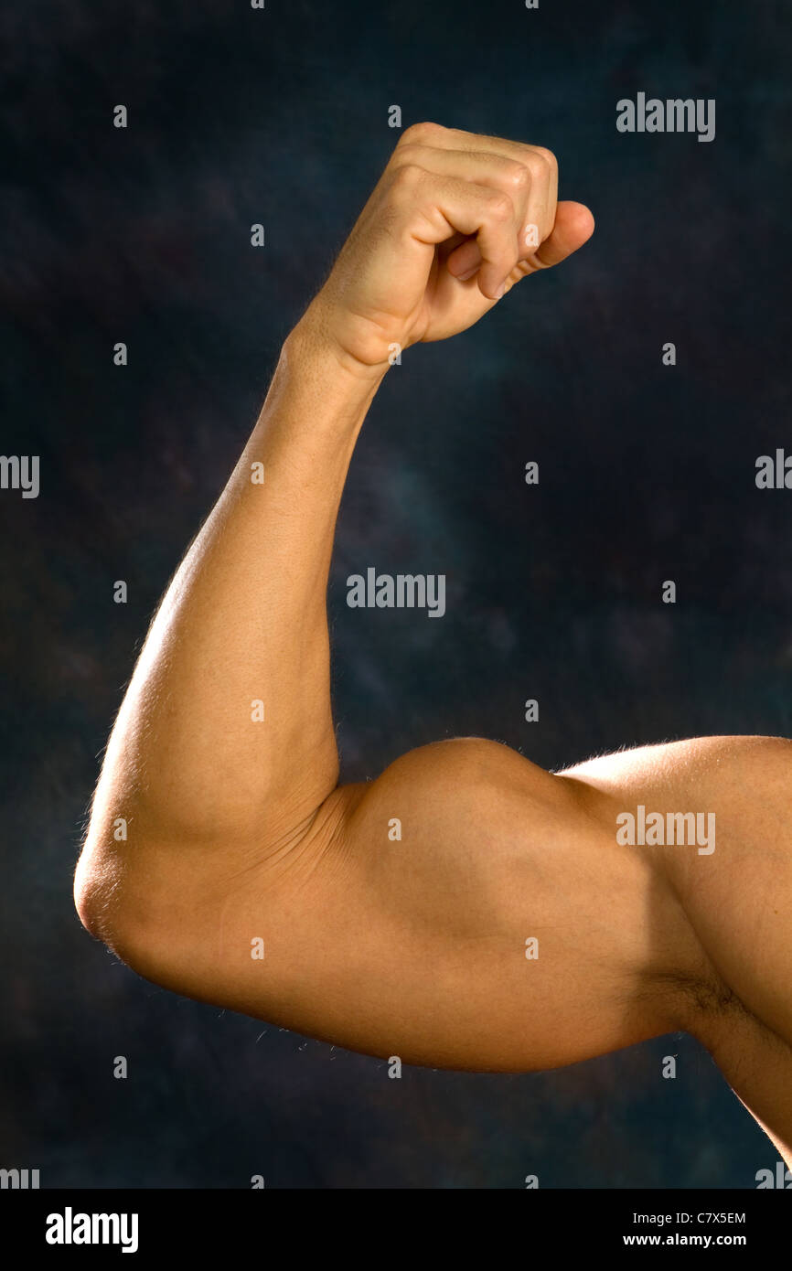 Biceps brachii hi-res stock photography and images - Alamy