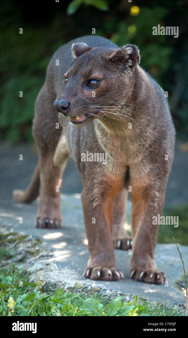 Male fossa Stock Photo - Alamy
