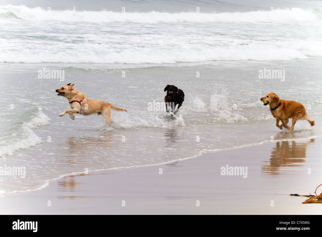 Three dogs running on the beach in Carmel by the Sea, California, USA ...