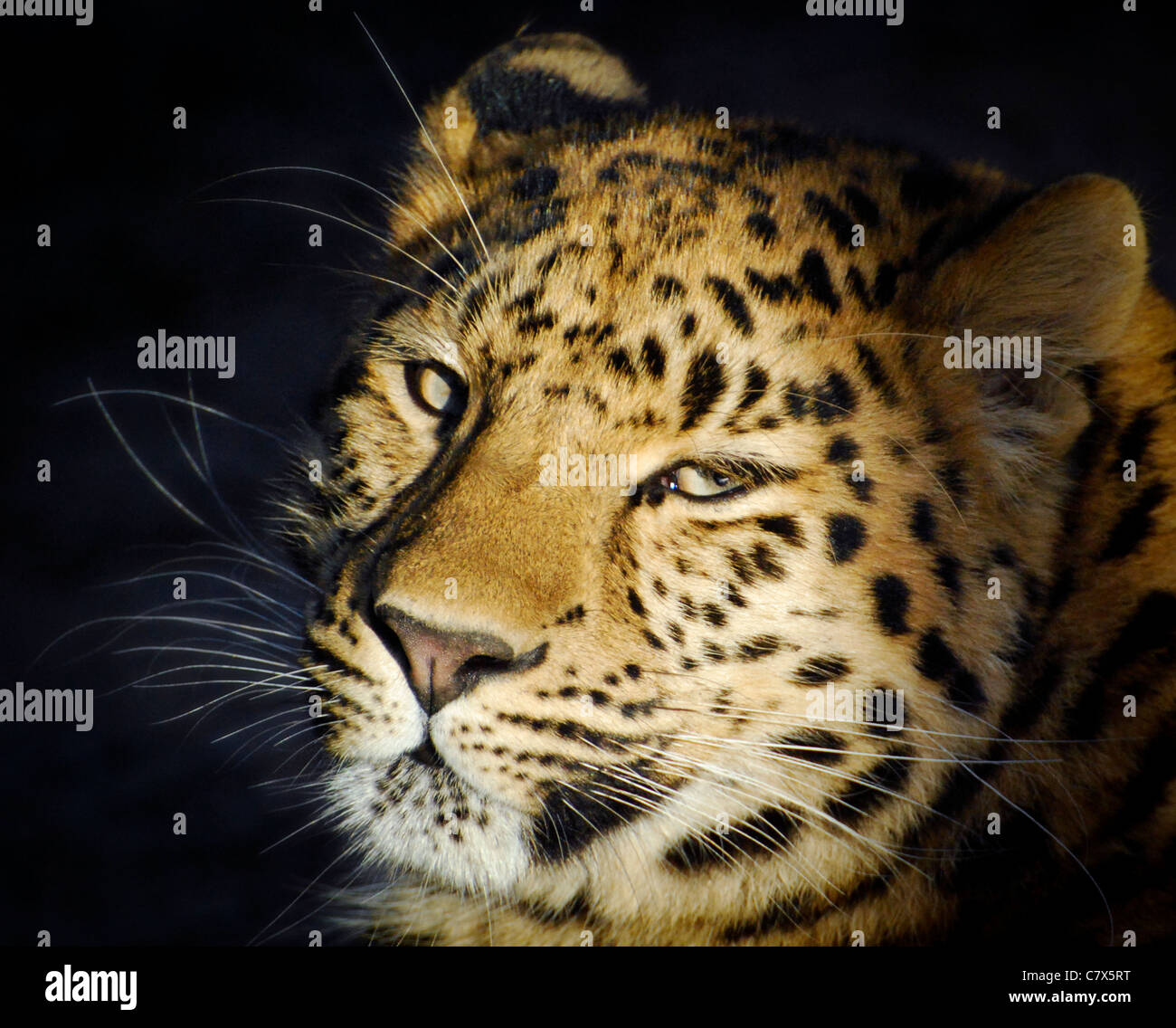 Female Amur leopard looking at camera Stock Photo - Alamy