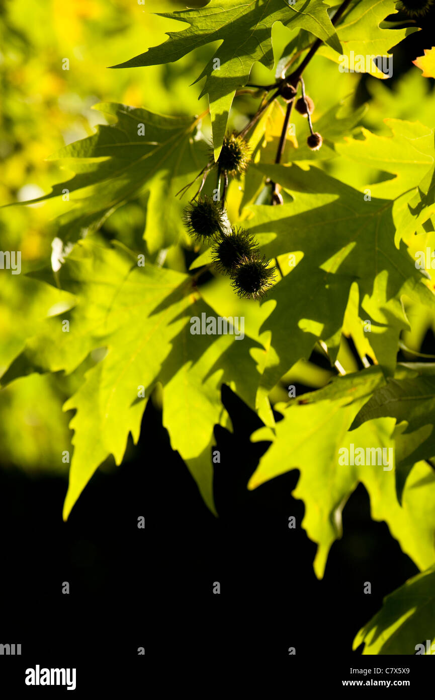 Oriental plane tree hi-res stock photography and images - Alamy