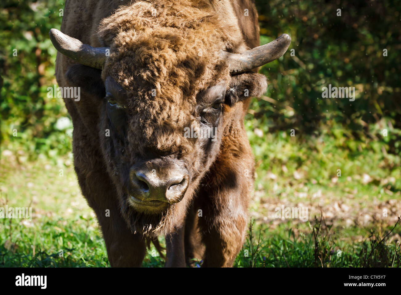 European bison walking from forest Stock Photo - Alamy