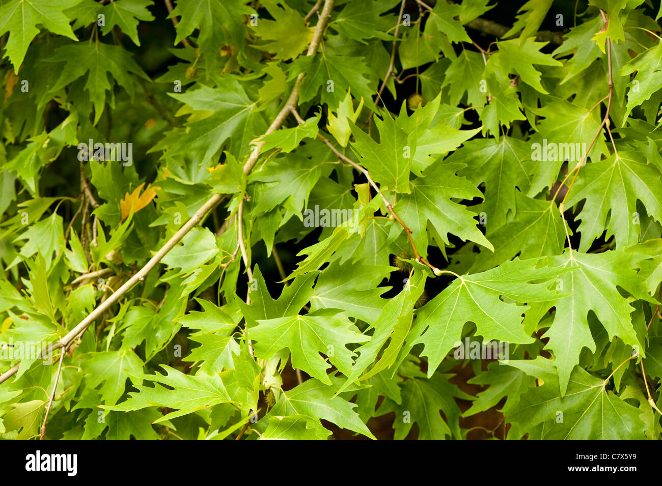 Plantanus orientalis, Oriental Plane Tree Stock Photo - Alamy