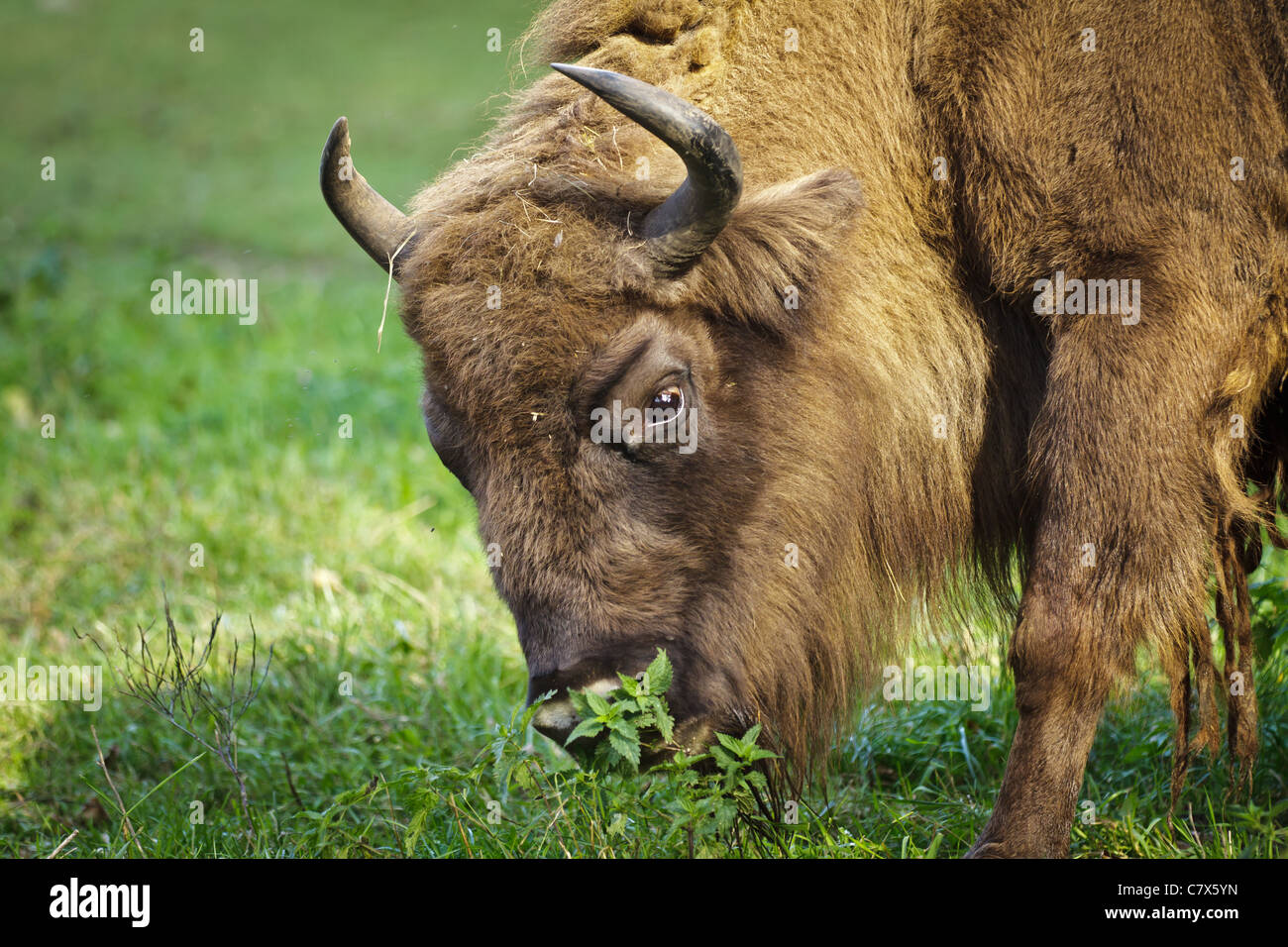 Bison walking in grass hi-res stock photography and images - Alamy