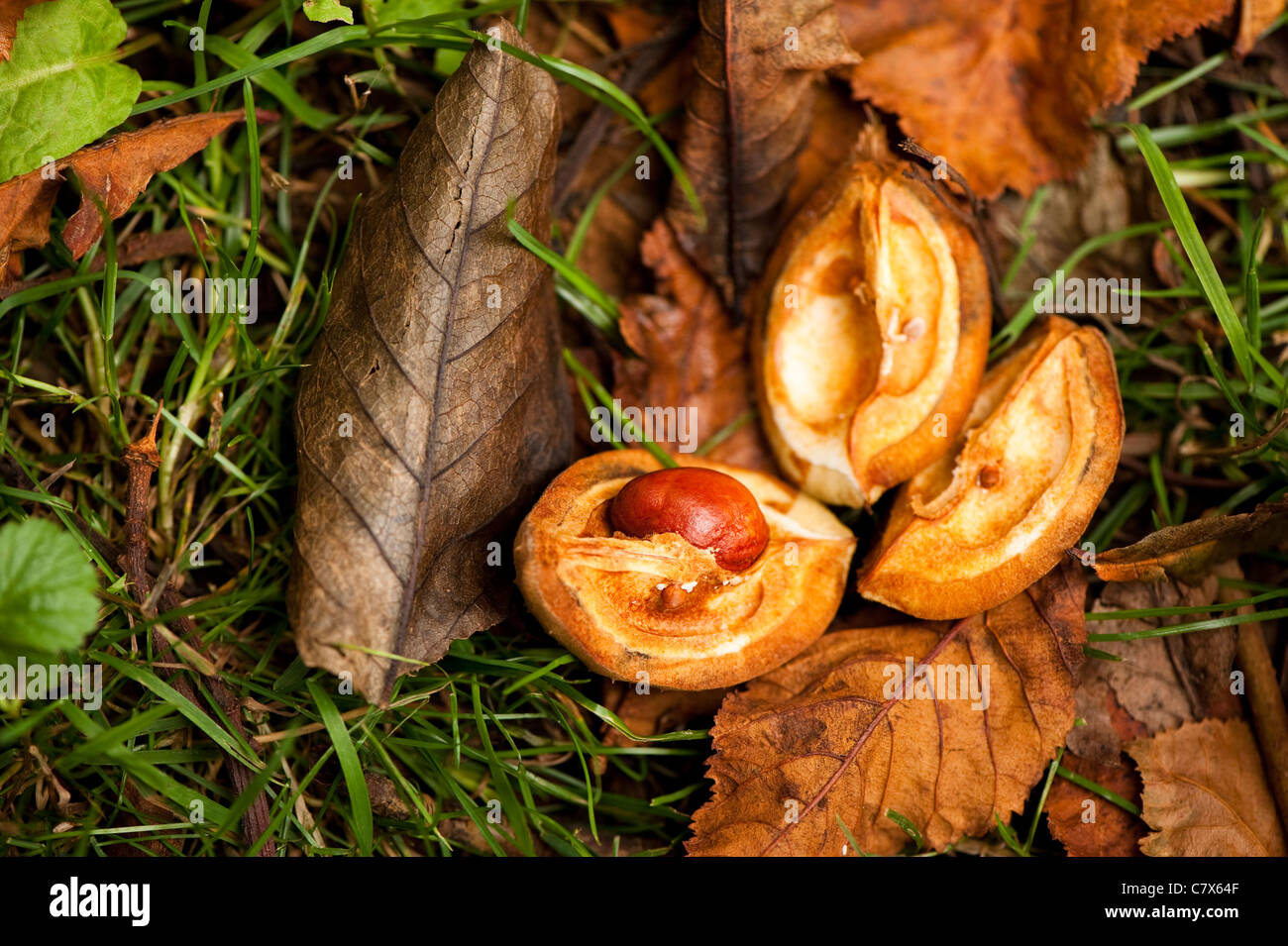 Aesculus x carnea, Red Horse Chestnut Stock Photo - Alamy