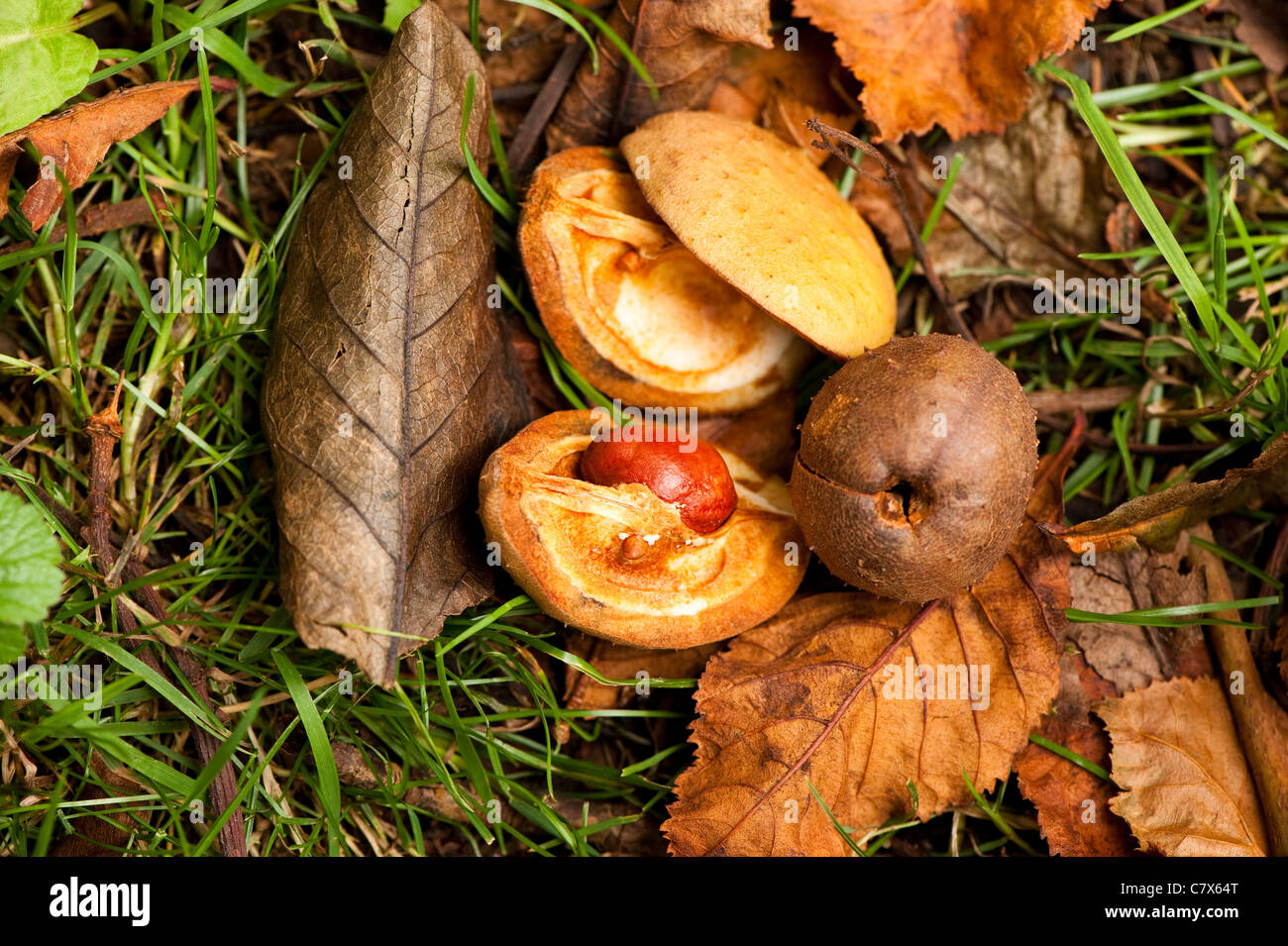 Aesculus x carnea, Red Horse Chestnut Stock Photo - Alamy
