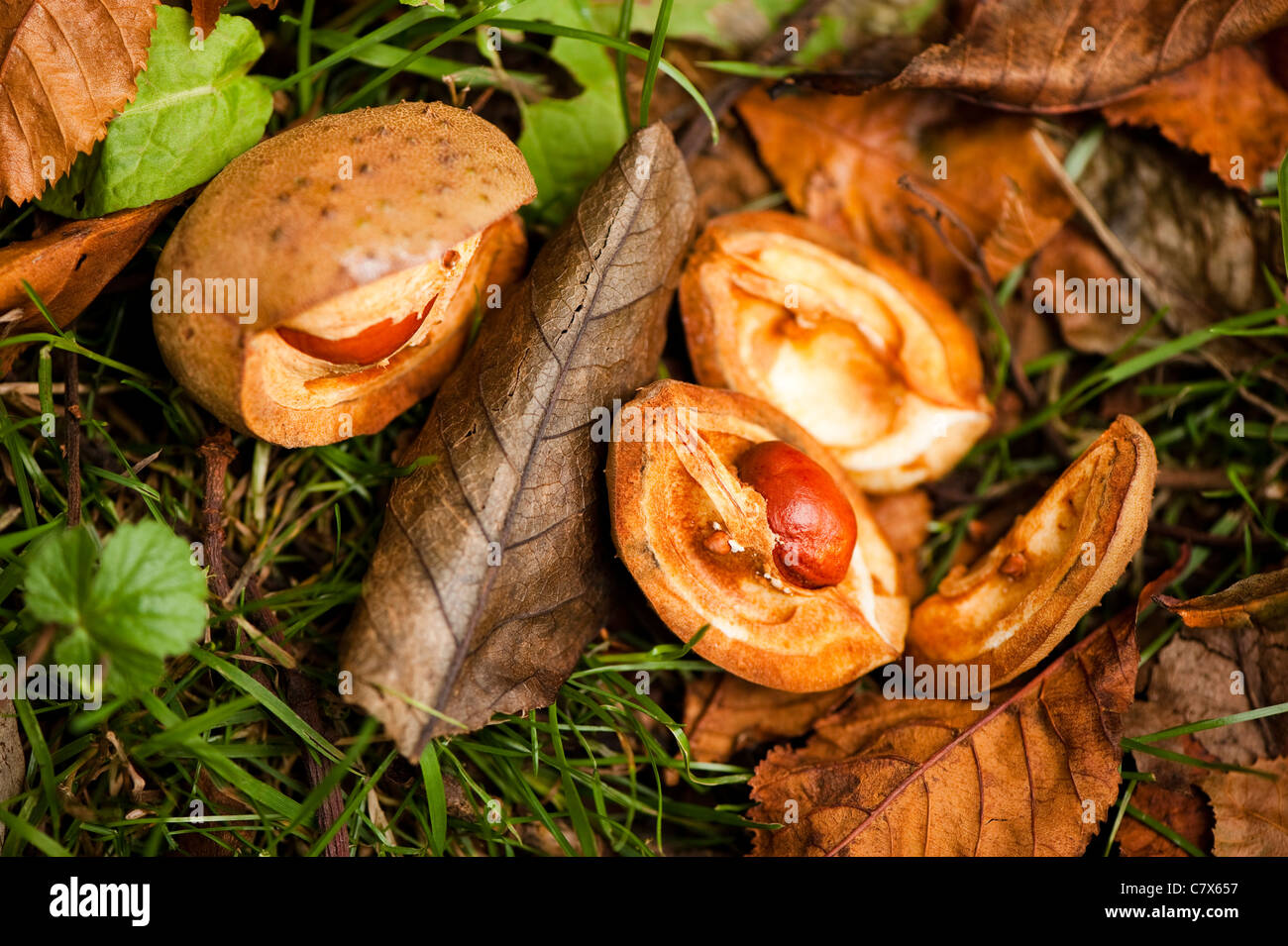 Aesculus x carnea, Red Horse Chestnut Stock Photo - Alamy