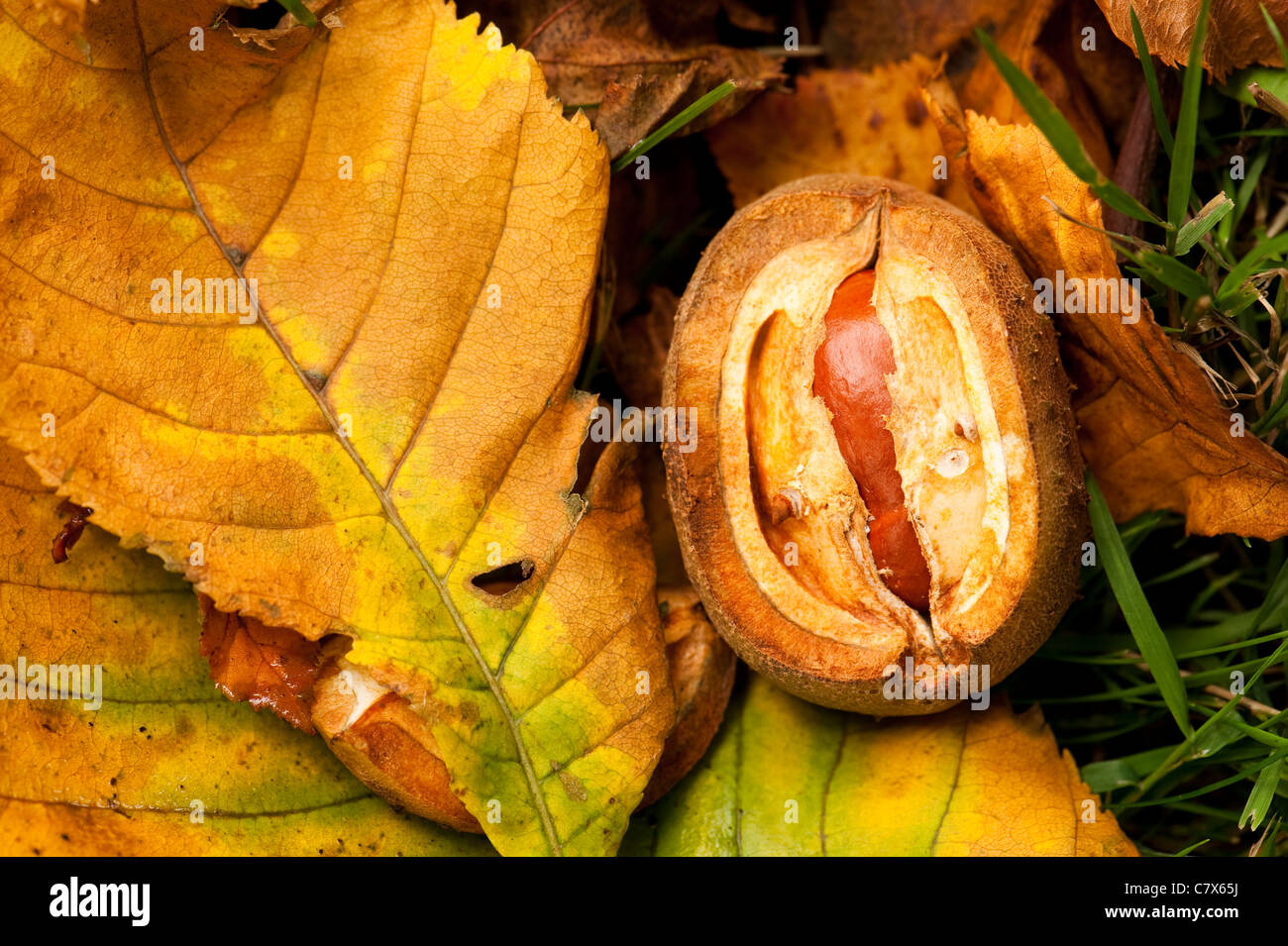 Aesculus x carnea, Red Horse Chestnut Stock Photo - Alamy
