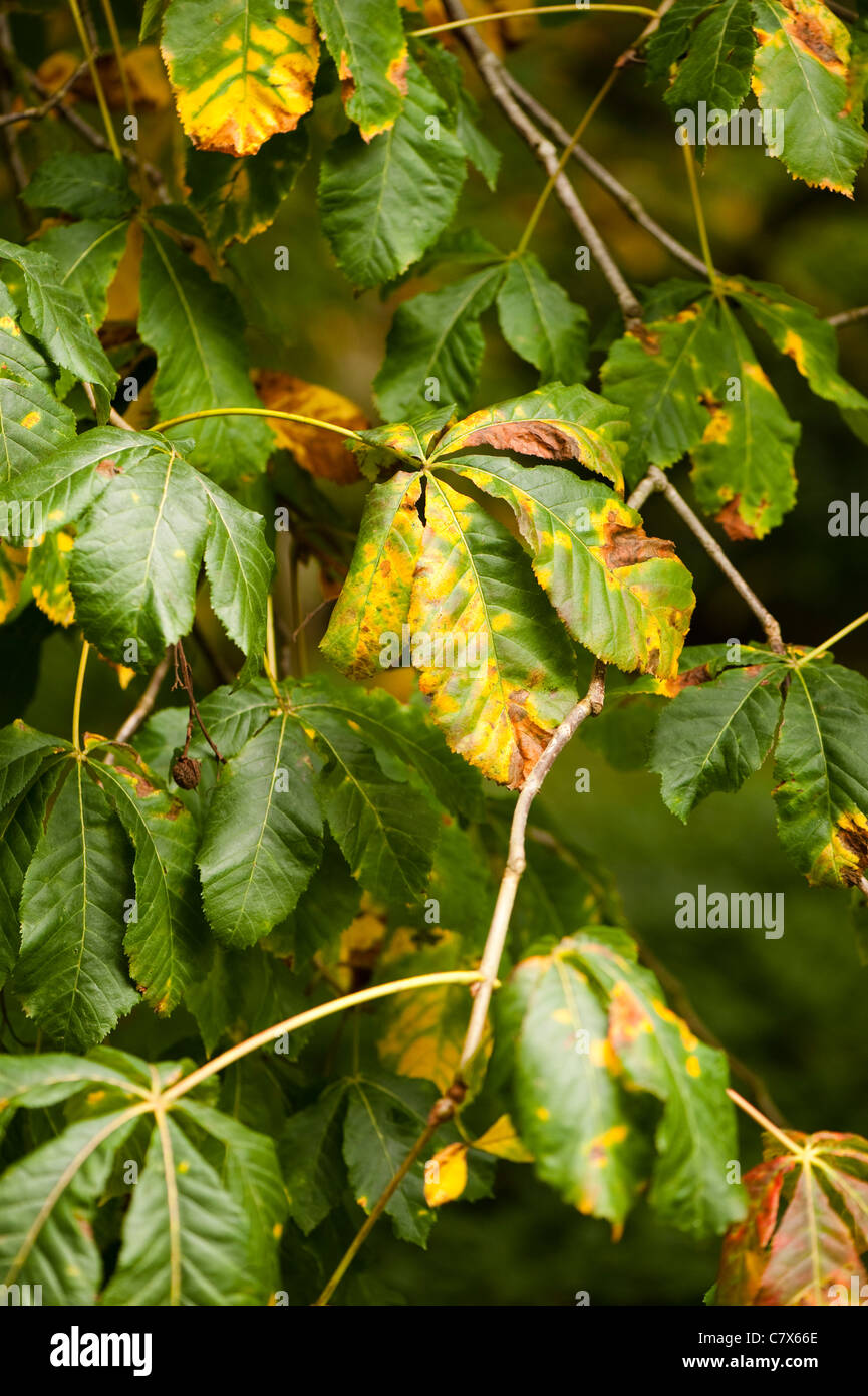 Aesculus x carnea, Red Horse Chestnut, in early autumn Stock Photo - Alamy