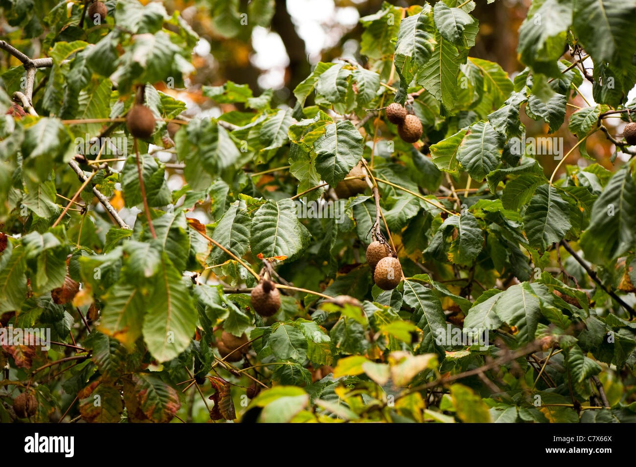 Chestnut tree leaves turning yellow hi-res stock photography and images ...